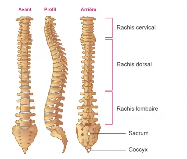 Vertèbre: Tout ce qu'il faut savoir (Anatomie et pathologies) | Lombafit