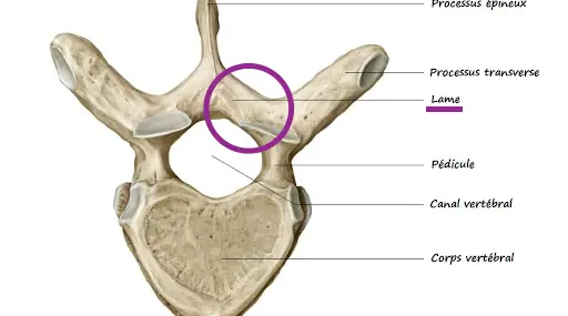 Lame vertébrale : Définition et anatomie