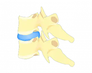 Apophyse épineuse : Définition et anatomie
