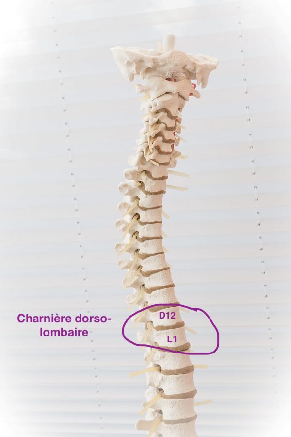 Rachis dorso-lombaire: Définition et 7 pathologies associées