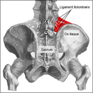 Anatomie du ligament ilio-lombaire