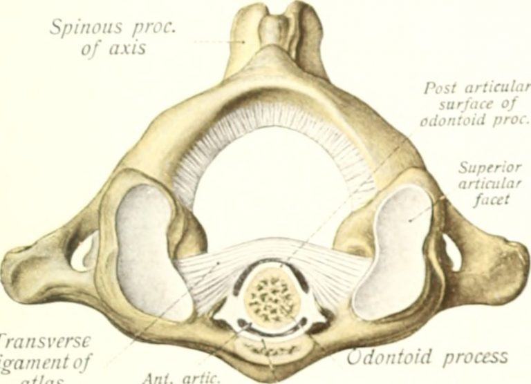 Ligament transverse de l'atlas : Anatomie | Lombafit