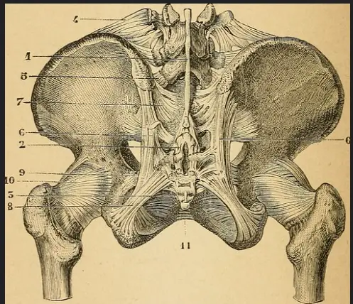 Os iliaque : Définition et anatomie | Lombafit